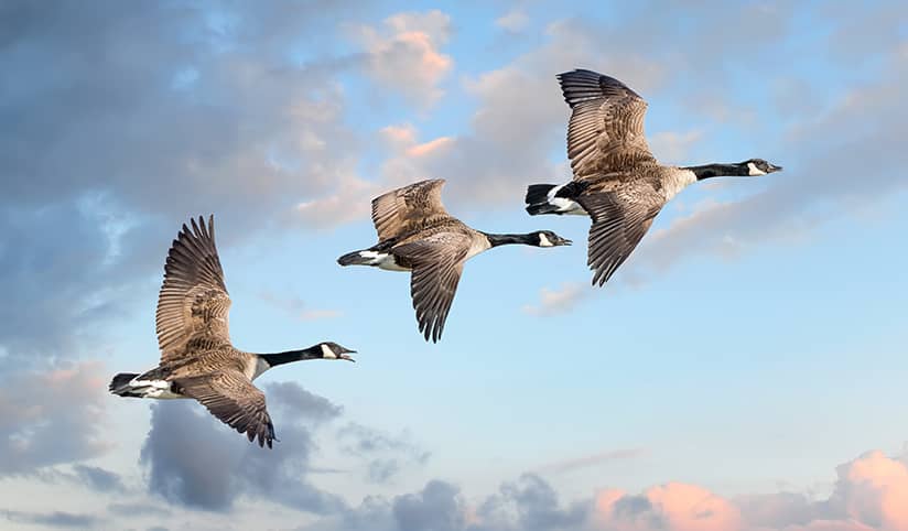 Conservation GIS Solutions | Restore Biodiversity | Esri India